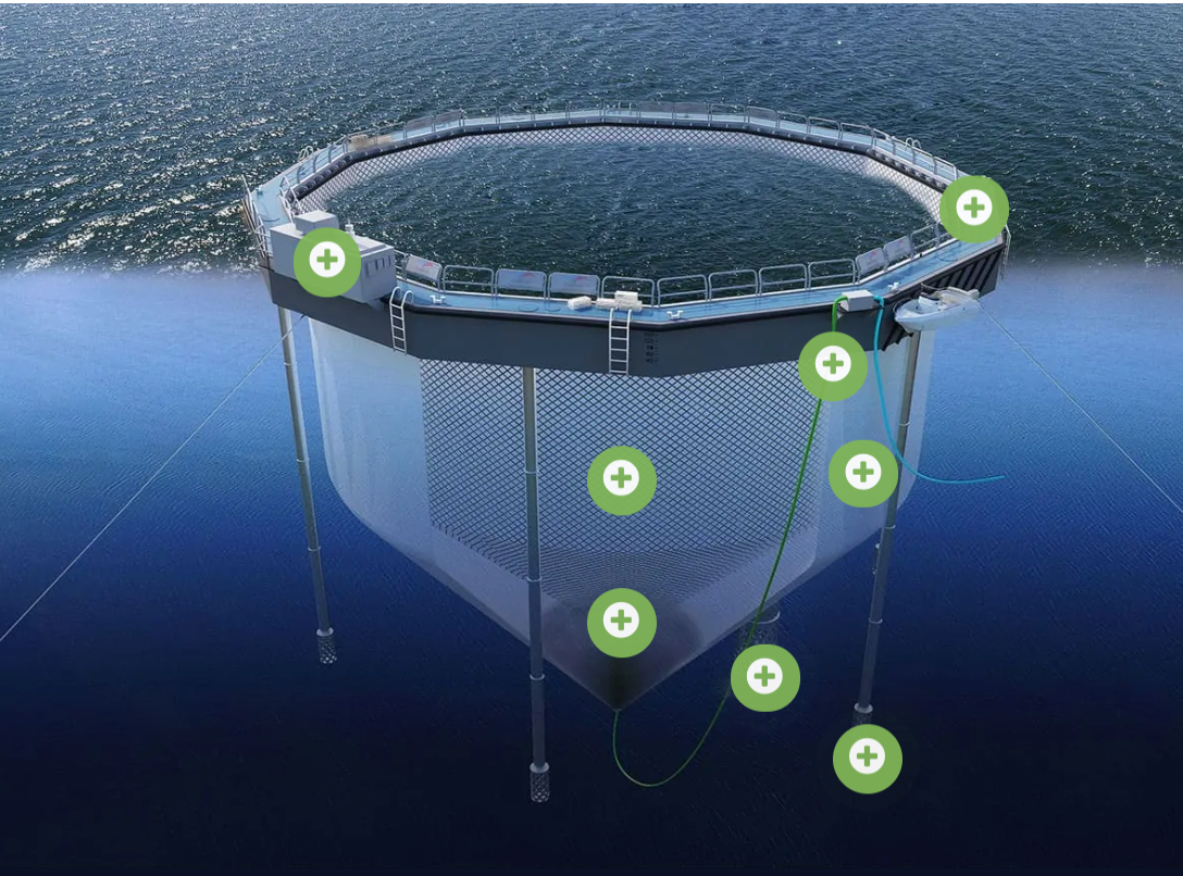 American Aquafarms seeks approval for ocean-based salmon pens ...