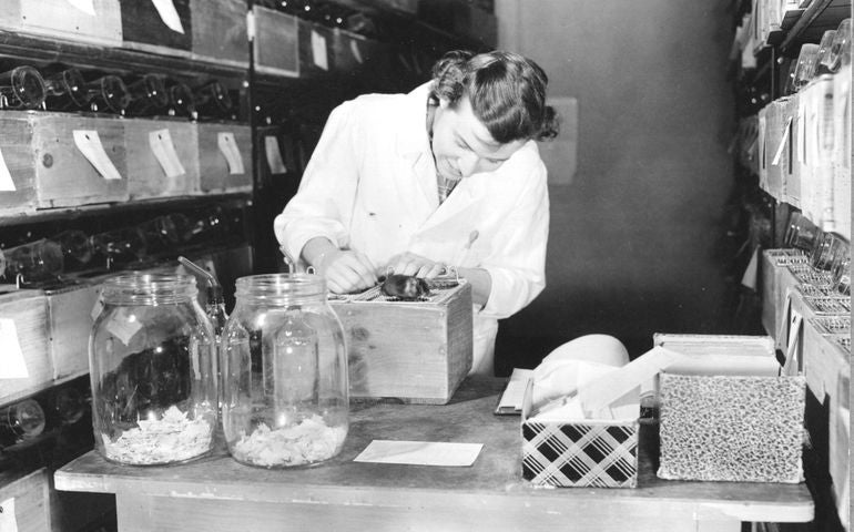 JAX pioneered mice as a research tool, invested $160 million in ...